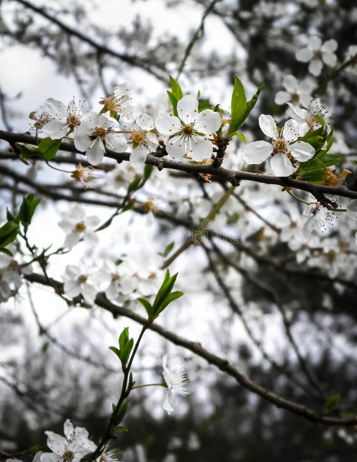 Close Up of White Flowers of Wild Apple Tree Stock Photo - Image of ...