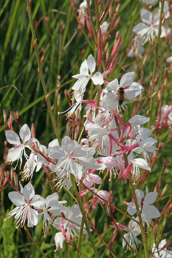 White gaura flowers stock photo. Image of petal, gaura - 258642316