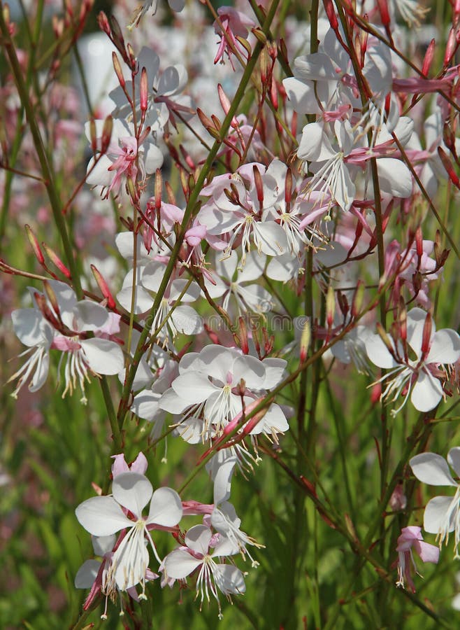 White gaura flowers stock image. Image of gardening - 258642359