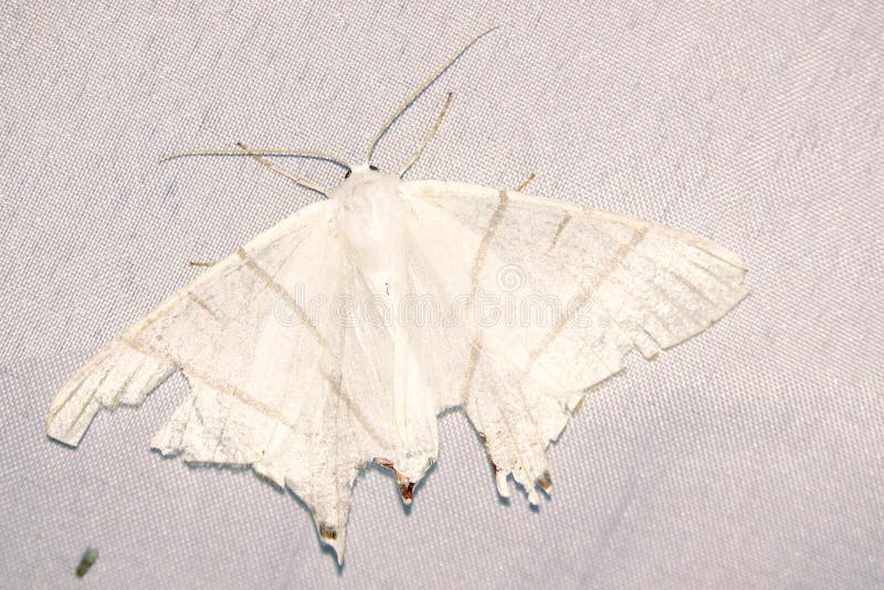 Geometridae moth stock photo. Image of damage, breakage - 250022416