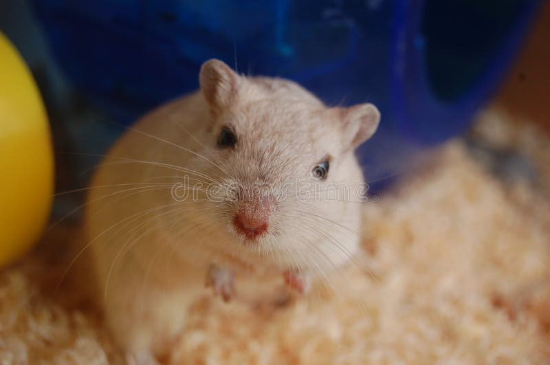 A cute white gerbil stock photo. Image of gerbils, face - 106607306
