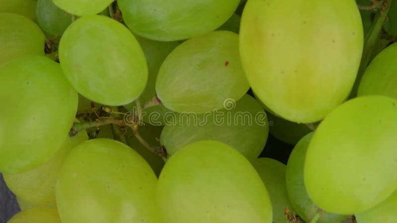 Close-up of White Grapes. White Grapes. Camera Movement from Top To ...