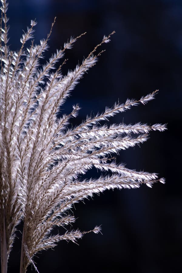 Close-up of White Grasses Against a Dark Backdrop Stock Photo - Image ...