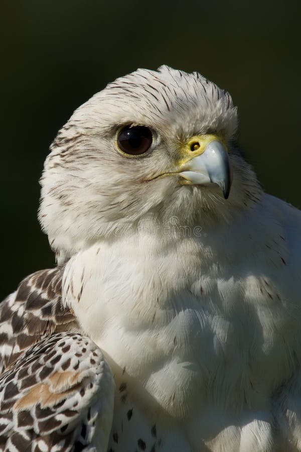Close-up of White Gyrfalcon Head and Breast Stock Photo - Image of bird ...