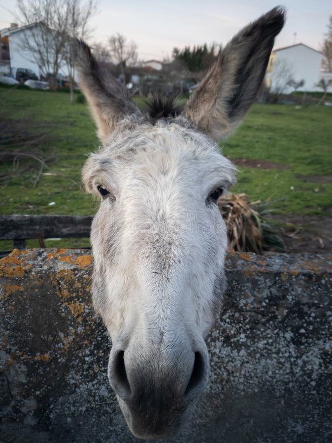Close-up on a Donkey Head Profile in a Natural Environment in Day Time ...