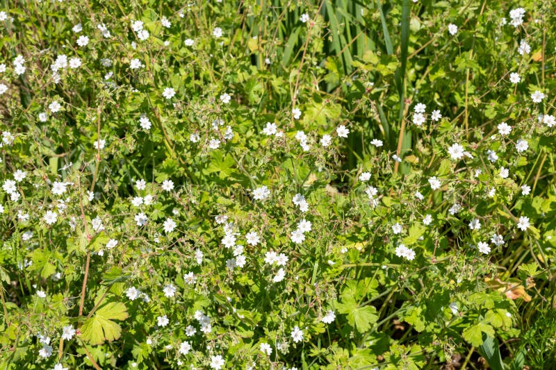 Hedgerow Geraniums (geranium Pyrenaicum Stock Image - Image of ...