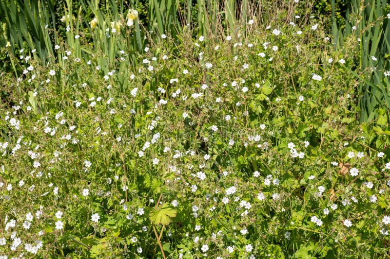 Hedgerow Geraniums (geranium Pyrenaicum Stock Image - Image of ...