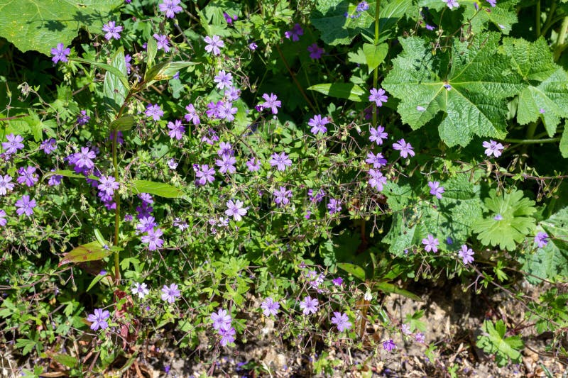 Hedgerow Geraniums (geranium Pyrenaicum Stock Image - Image of ...