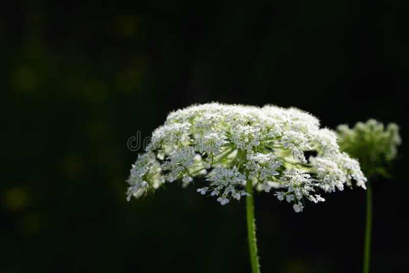 Close Up of White Hemlock Apioideae Blooming Against a Dark Background ...