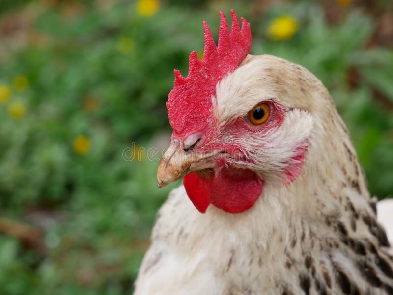 Close-up of a White Hen S Head Stock Photo - Image of closeup ...