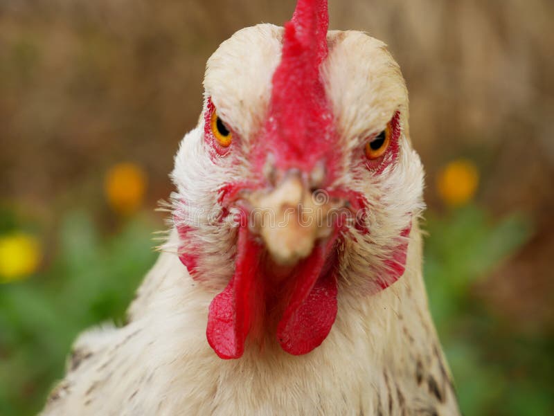 Close-up of a White Hen S Head Stock Image - Image of natural ...