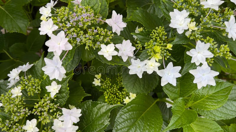 Close-up of White Hydrangea (dance Party) Stock Photo - Image of bloom ...