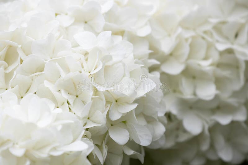 Close Up White Hydrangea Flower on White Background Stock Photo - Image ...