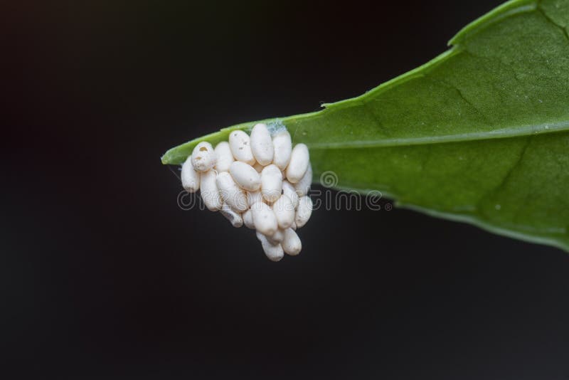 Close Up of the White Hyperparasite Hanging on the Tip End of the Grass ...