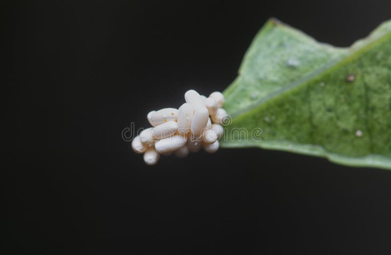 Close Up of the White Hyperparasite Hanging on the Tip End of the Grass ...