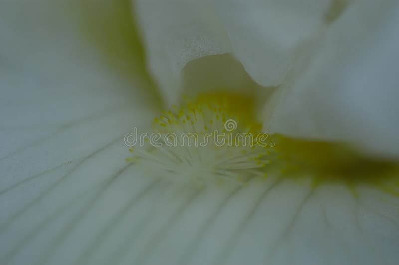 Close up white Iris flower stock image. Image of plant - 274135253