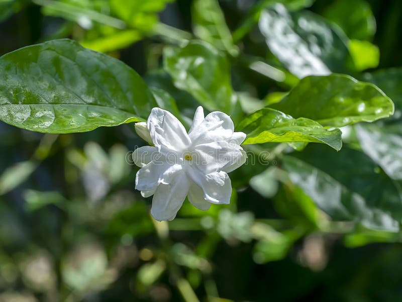Close Up of White Jasmine Flower Stock Photo - Image of group, blooming ...