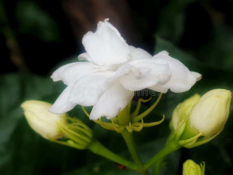 Close Up of White Jasmine Flower on Garden Stock Image - Image of close ...