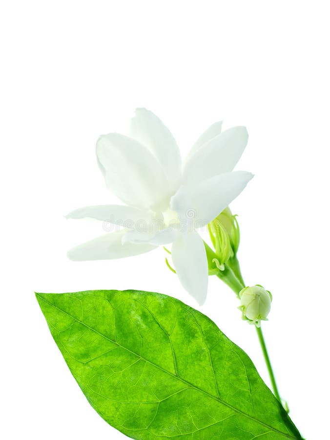 Close up of jasmine flower stock image. Image of gardenia - 284605645