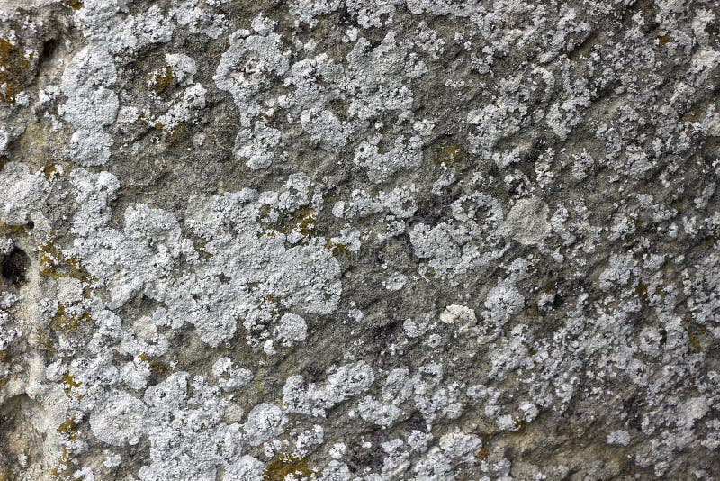 Close Up of Lichen on the Ground Stock Image - Image of natural, dirty ...
