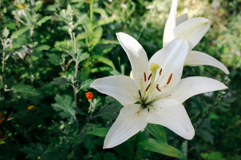 Close Up. White Lilies in the Garden. Stock Image - Image of floral ...