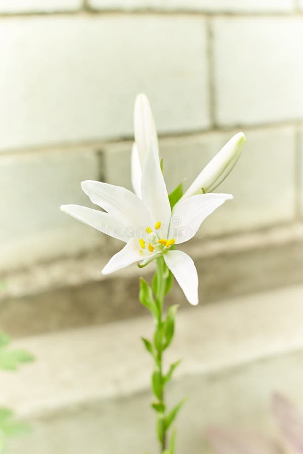 Selective Focus of Ulmus Minor Samara on the Tree, Elm Flowers in Early ...