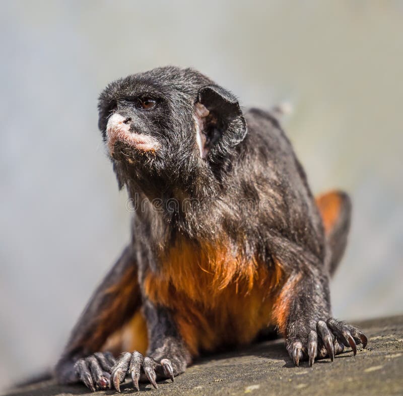 Labiatus Stock Photos - Free & Royalty-Free Stock Photos from Dreamstime