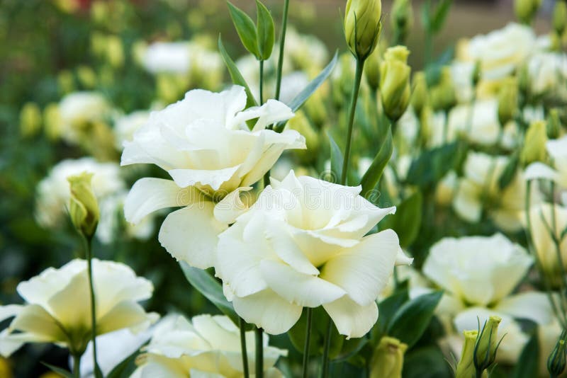 White lisianthus flowers stock image. Image of bright - 3522237