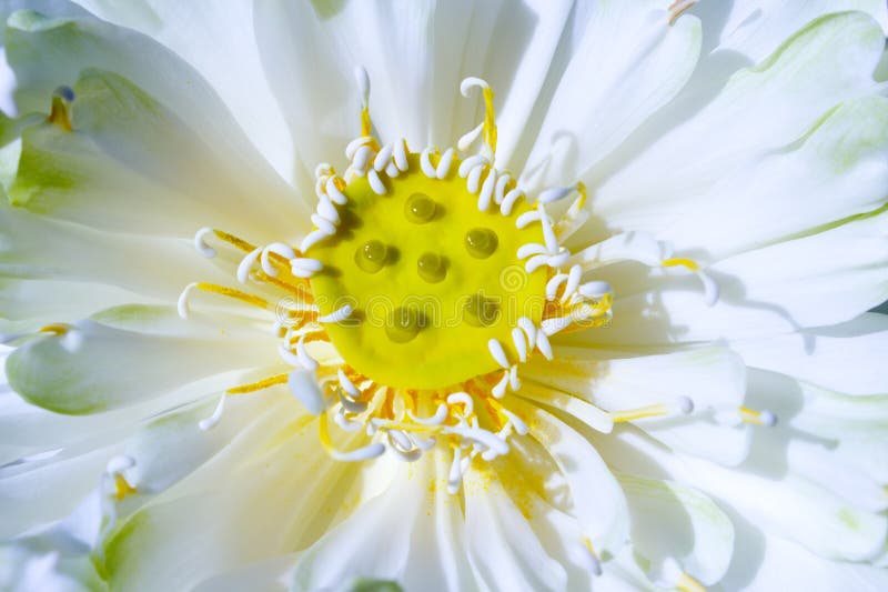 Close up white lotus stock image. Image of lotus, exotic - 25457957