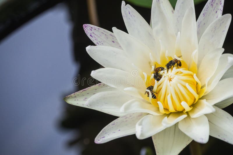 Close Up of White Lotus with Bee Stock Image - Image of close, black ...