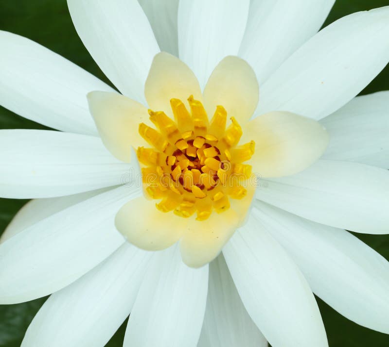 Close Up White Lotus Flower Stock Image - Image of lily, bloom: 26894521