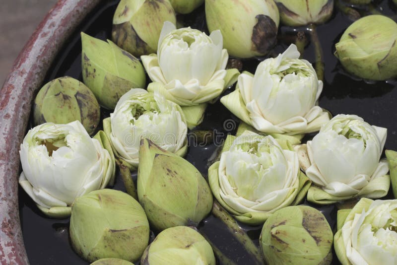 Close Up White Lotus Flower Stock Image - Image of lily, white: 54761621