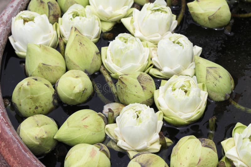 Close Up White Lotus Flower Stock Image - Image of group, plant: 54765155