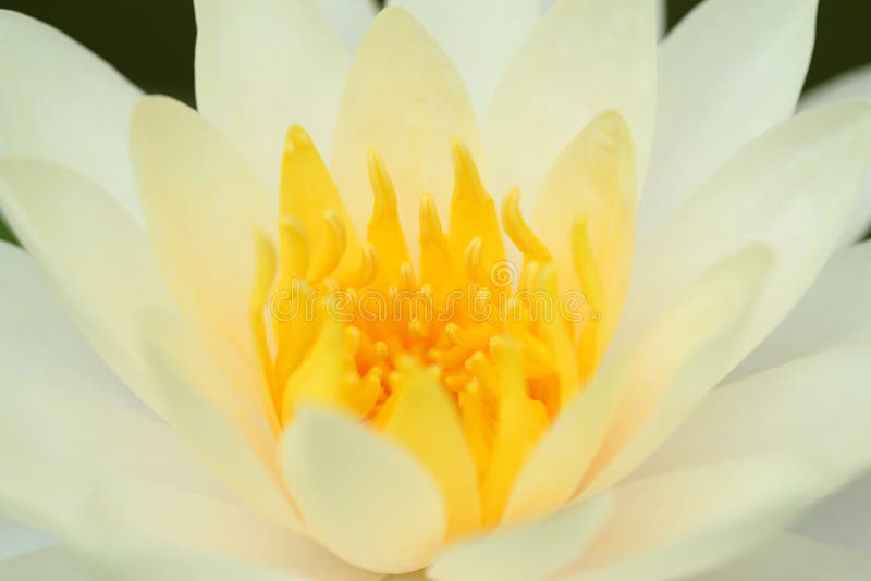 Close up of white lotus stock image. Image of fresh, beauty - 44083073