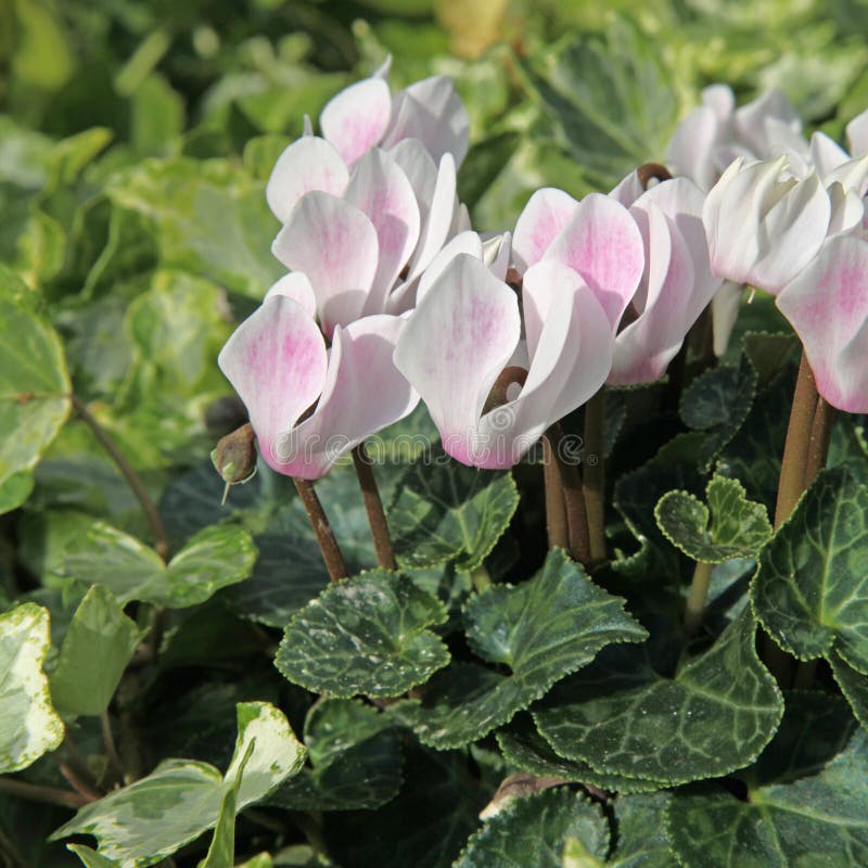 Close Up of White Mini Cyclamen Flowers Stock Photo - Image of cyclamen ...