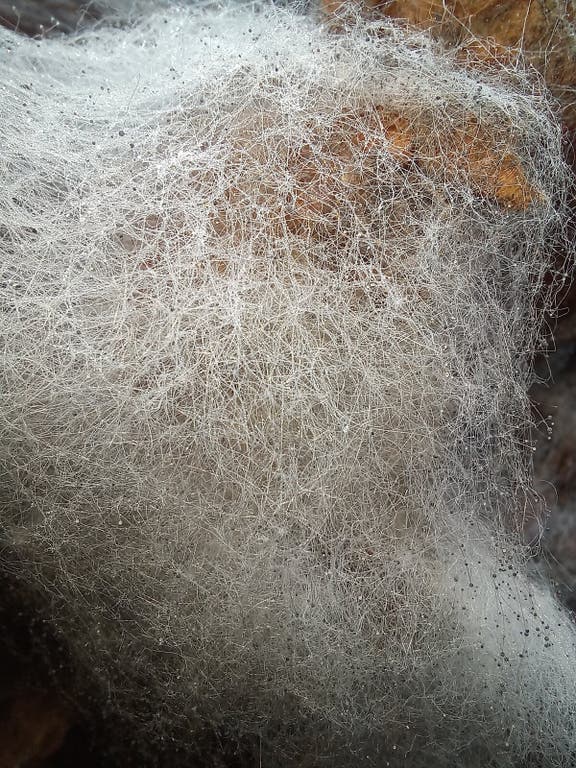 Close Up of Mold on Cocoa Shells Stock Image - Image of bali, container ...