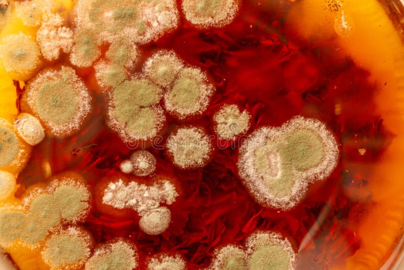 Close Up of White Mold on Rotten Tea Liquid Stock Image - Image of ...