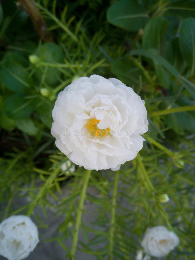 Close Up of White Mose Rose Stock Photo - Image of blossom, herb: 201307310