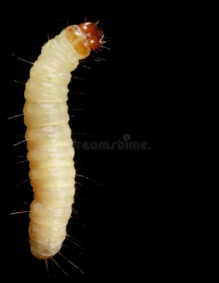 Close-up of a White Moth Larva on a Black Stock Photo - Image of ...