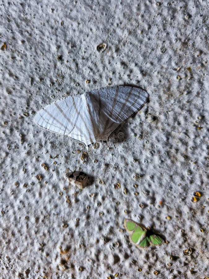 Close Up a White Moth (Urapteroides Astheniata) Perching on a Wall in ...