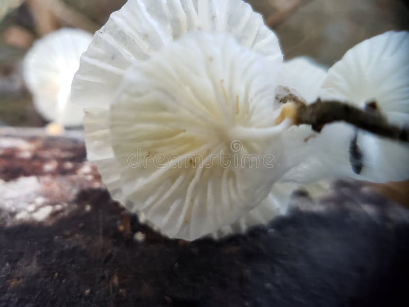 Close-up of White Mushroom with Fine Ridges Stock Photo - Image of ...