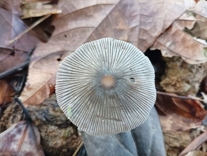 Close-up of a White Mushroom with Radial Ridges Stock Image - Image of ...