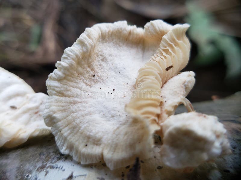 Close-up of White Mushroom with Ruffled Edges Stock Photo - Image of ...