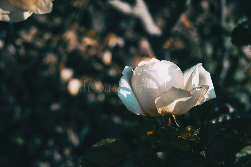 Close-up of a White Open Rose Stock Photo - Image of flora, macro ...