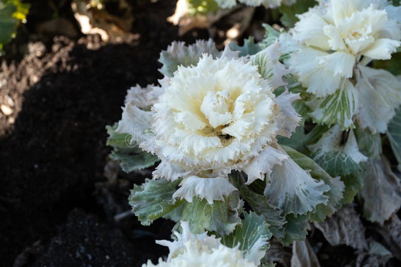 Close-up of White Ornamental Cabbage with Ruffled Leaves, Displaying ...