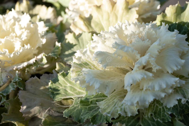 Close-up of White Ornamental Cabbage with Ruffled Leaves, Displaying ...
