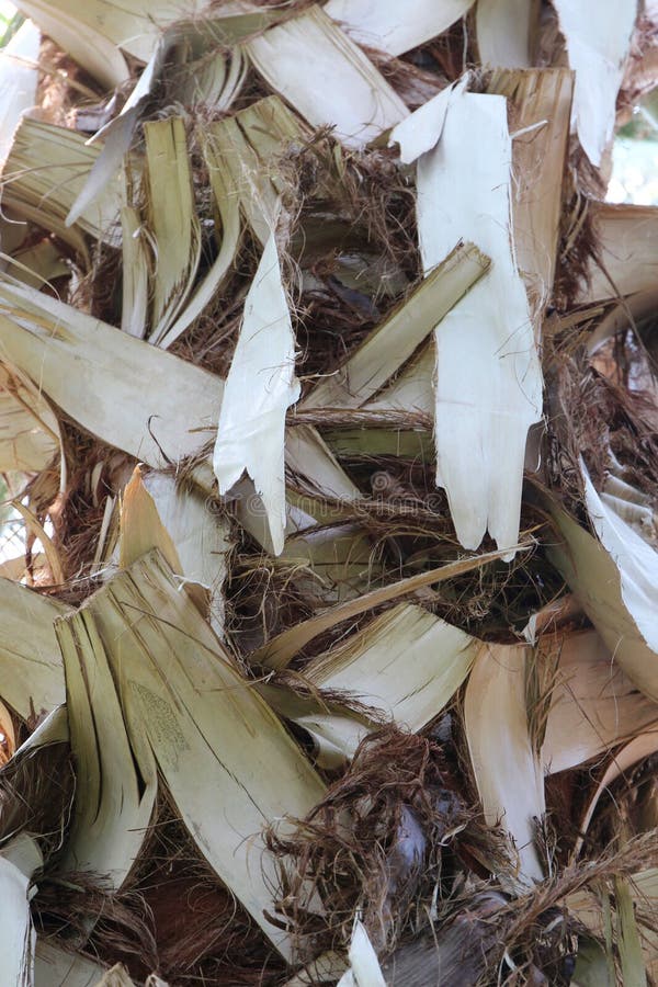 Close Up of the White Peeling Bark of a Sabal Domingensis Palm Tree ...