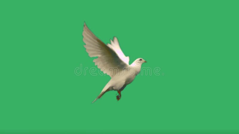 Dove Flying on Green Screen Background Stock Footage - Video of ...