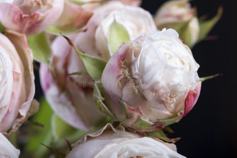 Close Up of White-pink Eustoma Roses on Dark Background. Studio ...