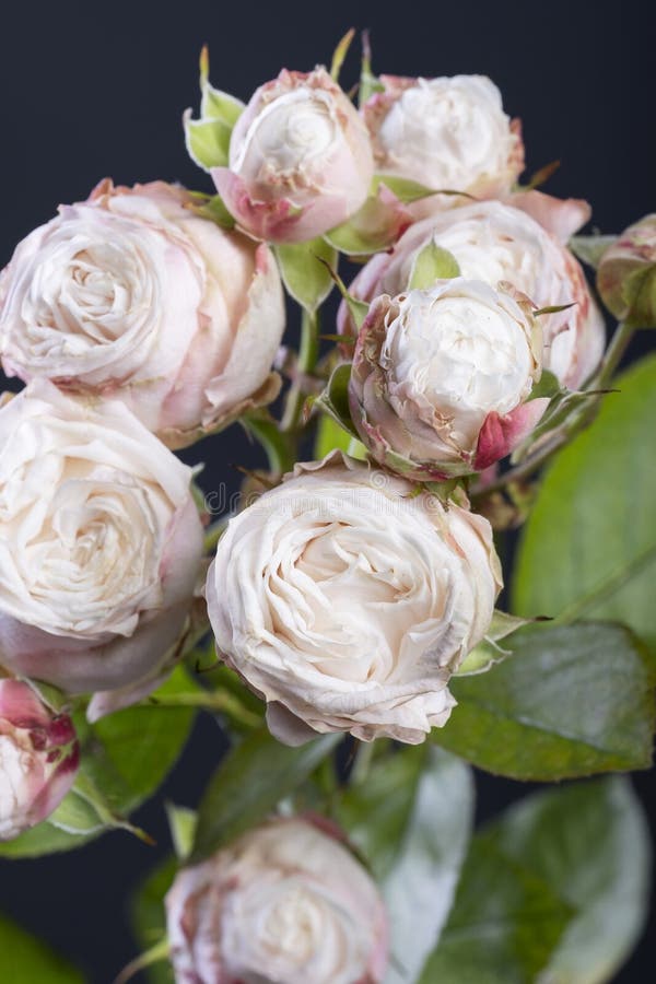 Close Up of White-pink Eustoma Roses on Dark Background. Studio ...